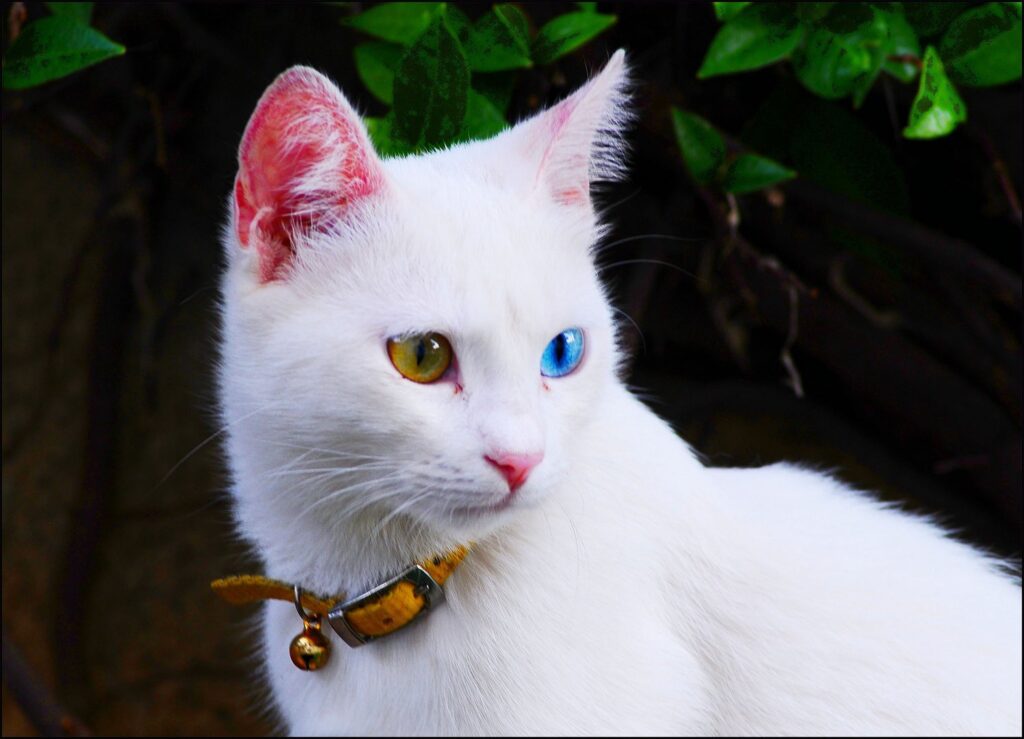 The Unique Charm of Van Cats in Turkey: Guardians of Kurdish Heritage ...